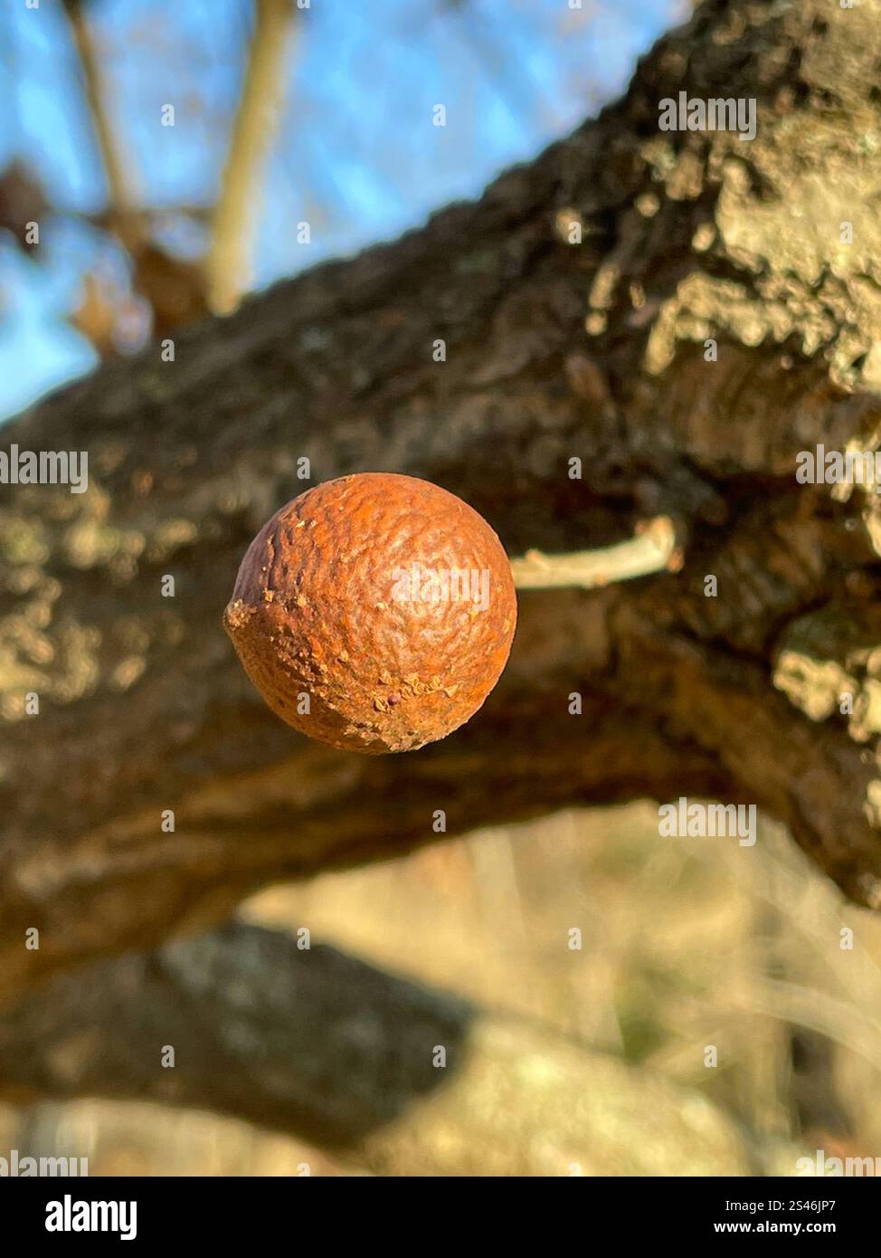 Oak Marble Gall Wasp (Andricus kollari Stock Photo - Alamy