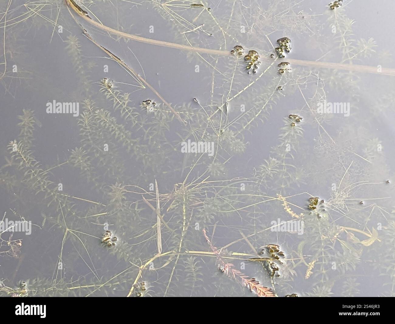 Hydrilla (Hydrilla verticillata Stock Photo - Alamy