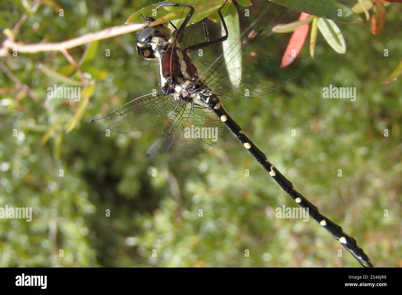 Mountain Tigertail (Eusynthemis tillyardi Stock Photo - Alamy