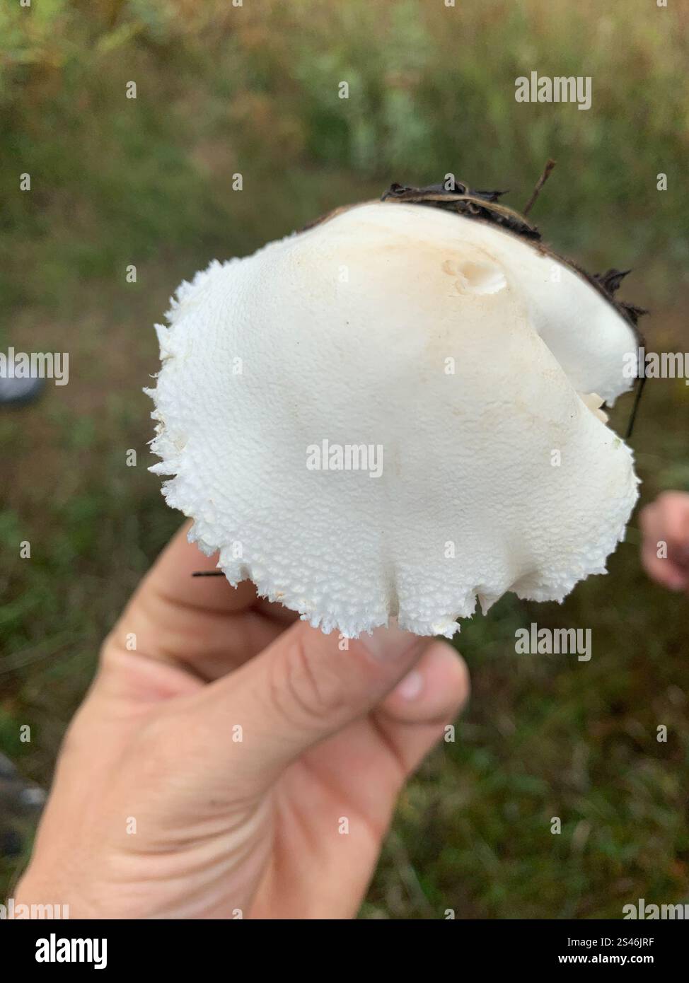 White Dapperling (Leucoagaricus leucothites Stock Photo - Alamy