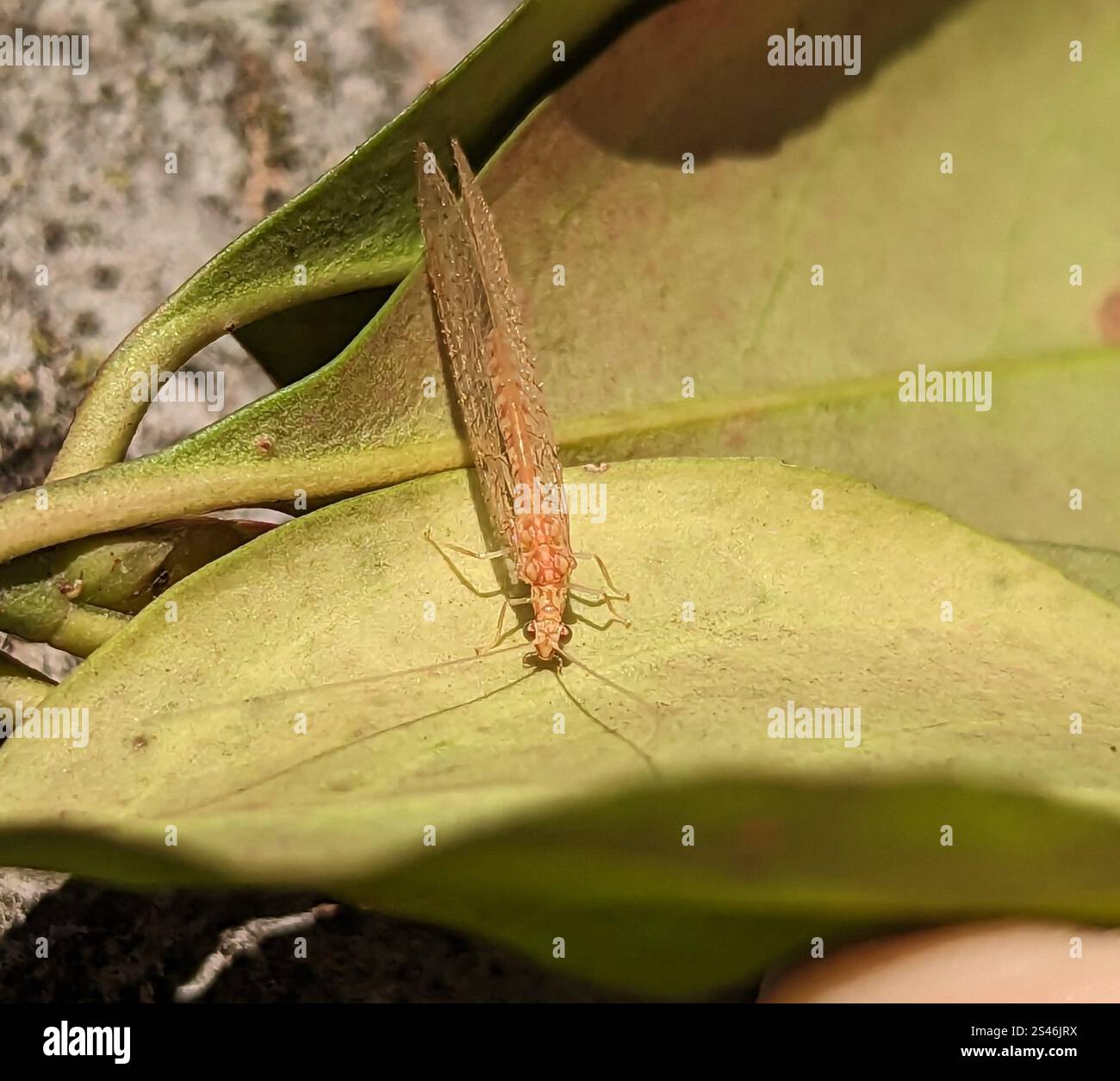 common green lacewings (Chrysoperla Stock Photo - Alamy