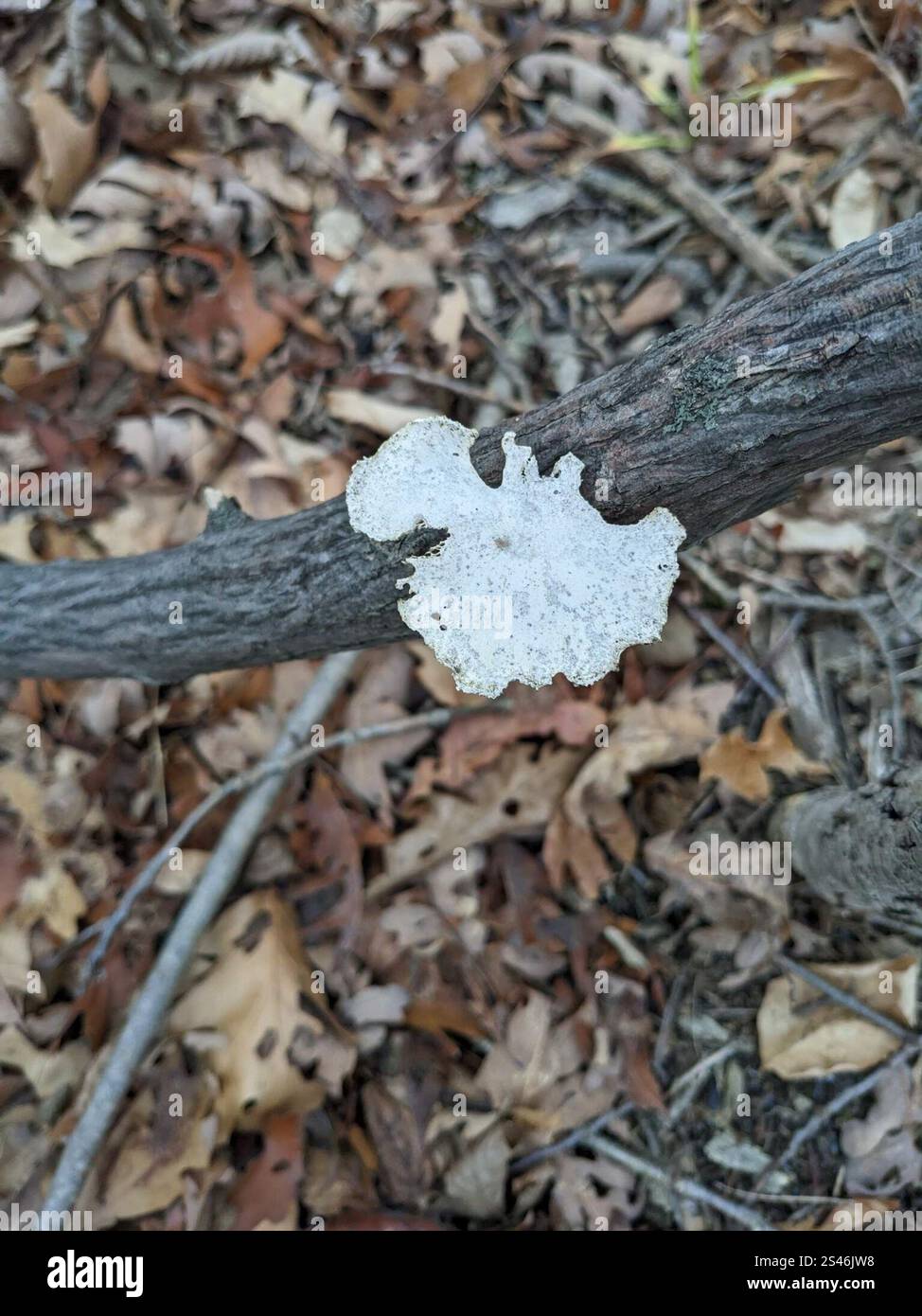 hexagonal-pored polypore (Neofavolus alveolaris Stock Photo - Alamy