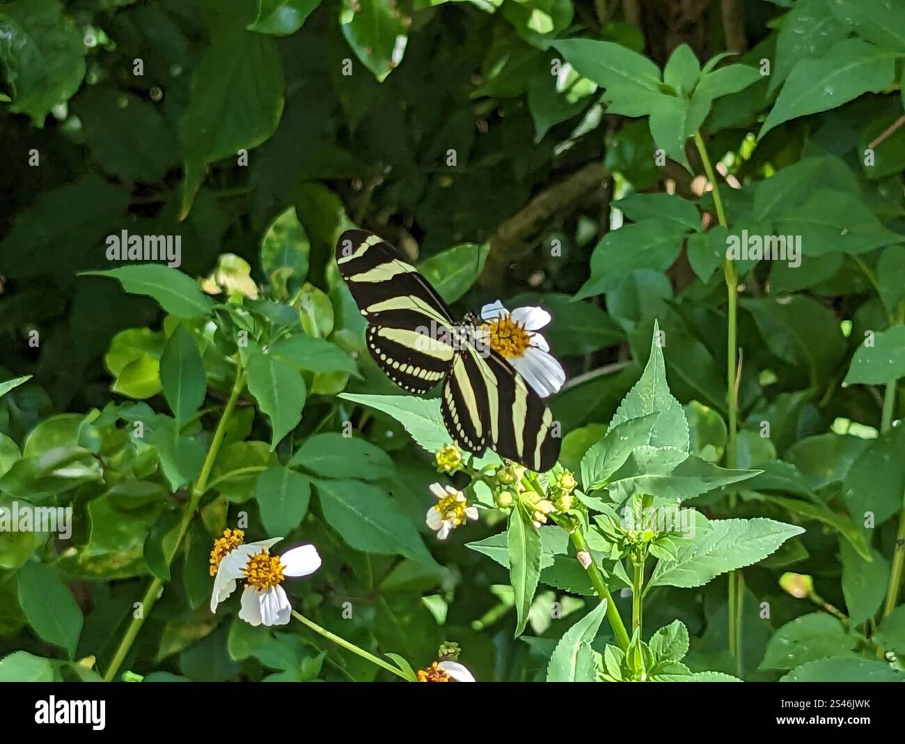 Zebra Longwing (Heliconius charithonia Stock Photo - Alamy