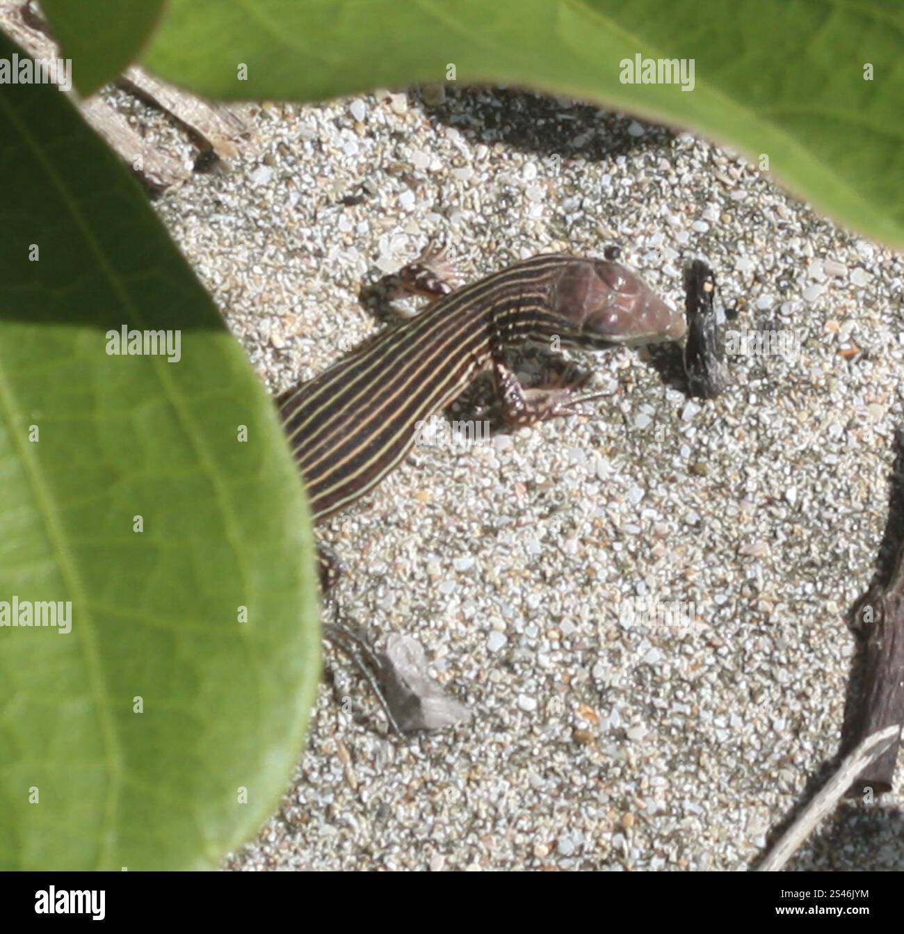 Blackbelly Racerunner (Aspidoscelis deppii Stock Photo - Alamy
