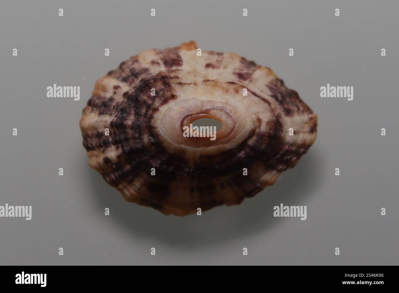 Keyhole Limpets (Fissurellidae Stock Photo - Alamy
