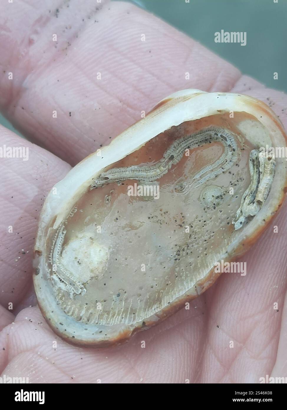 Almond Ark (Barbatia amygdalumtostum Stock Photo - Alamy