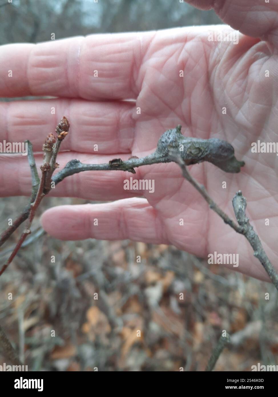 Blueberry Stem Gall Wasp (Hemadas nubilipennis Stock Photo - Alamy