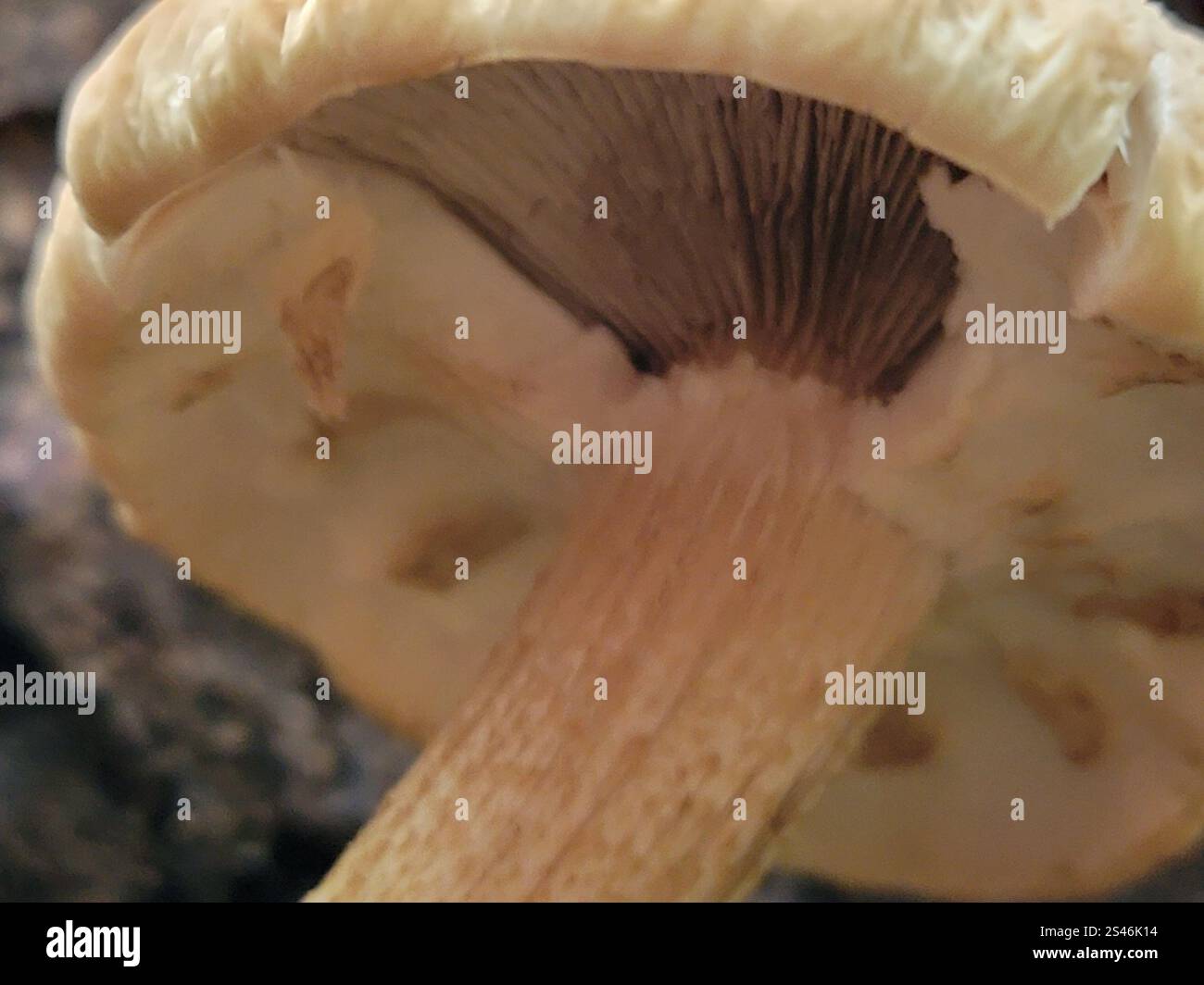 Tawaka (Cyclocybe parasitica Stock Photo - Alamy