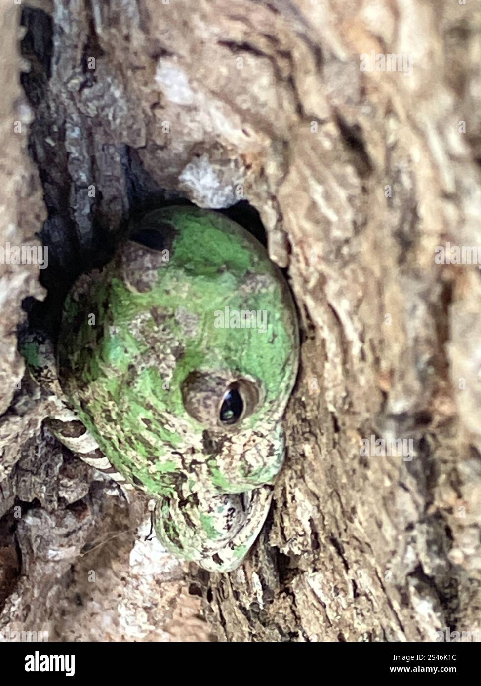 Cuban Tree Frog (Osteopilus septentrionalis Stock Photo - Alamy