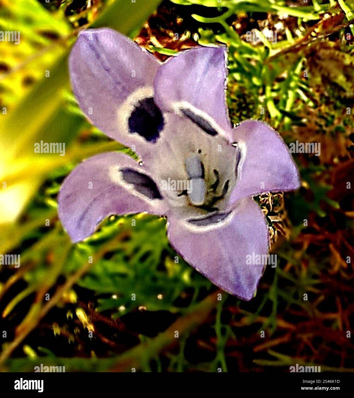 Giant Bell (Roella ciliata Stock Photo - Alamy