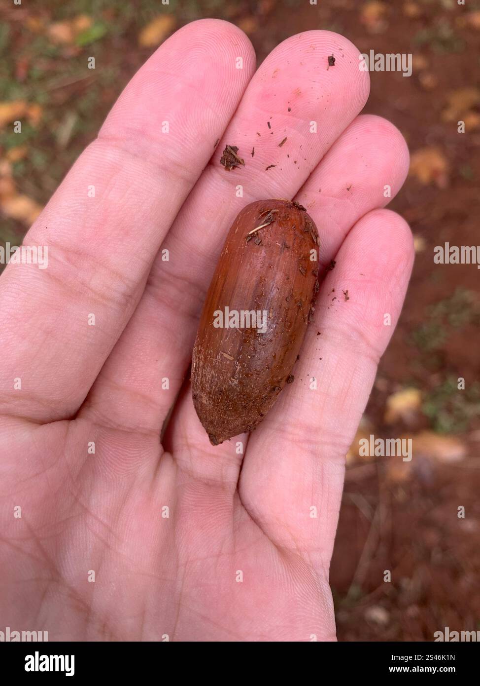 Oracle Oak (Quercus × morehus Stock Photo - Alamy