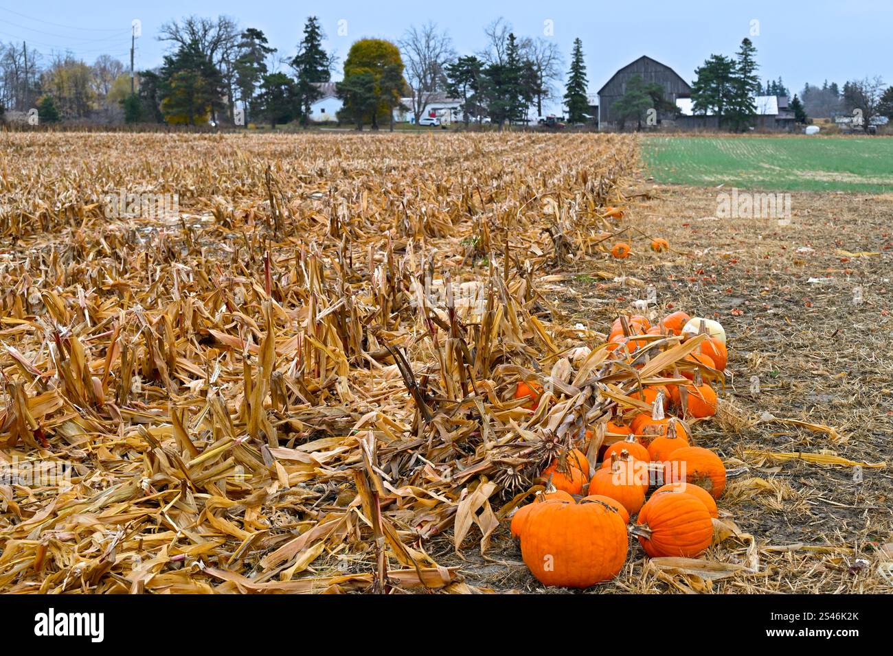 Corn field harvesting hi-res stock photography and images - Alamy