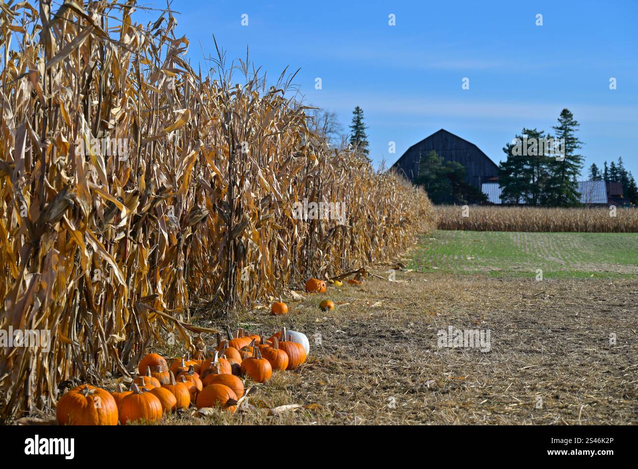 Large group pumpkin in hi-res stock photography and images - Alamy
