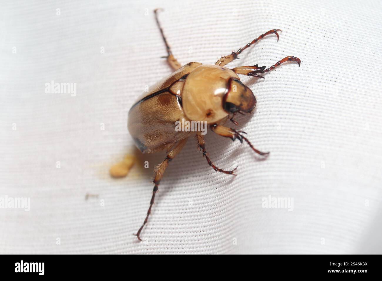 Masked Chafers and Rice Beetles (Cyclocephalini Stock Photo - Alamy