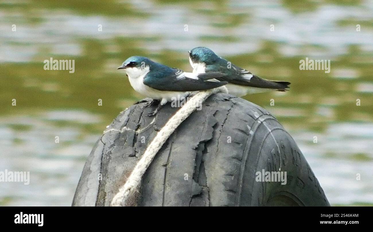 Mangrove Swallow (Tachycineta albilinea Stock Photo - Alamy