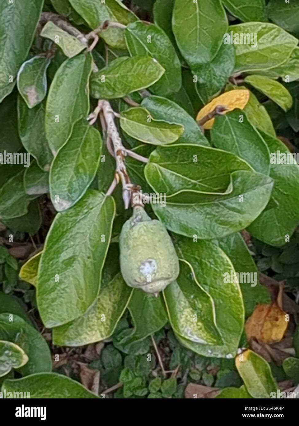 Climbing fig (Ficus pumila Stock Photo - Alamy