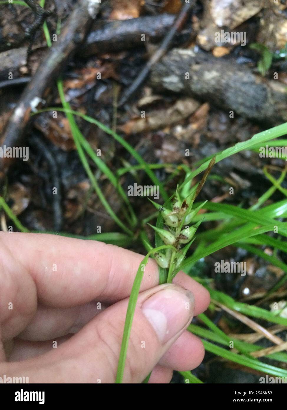 bladder sedge (Carex intumescens Stock Photo - Alamy
