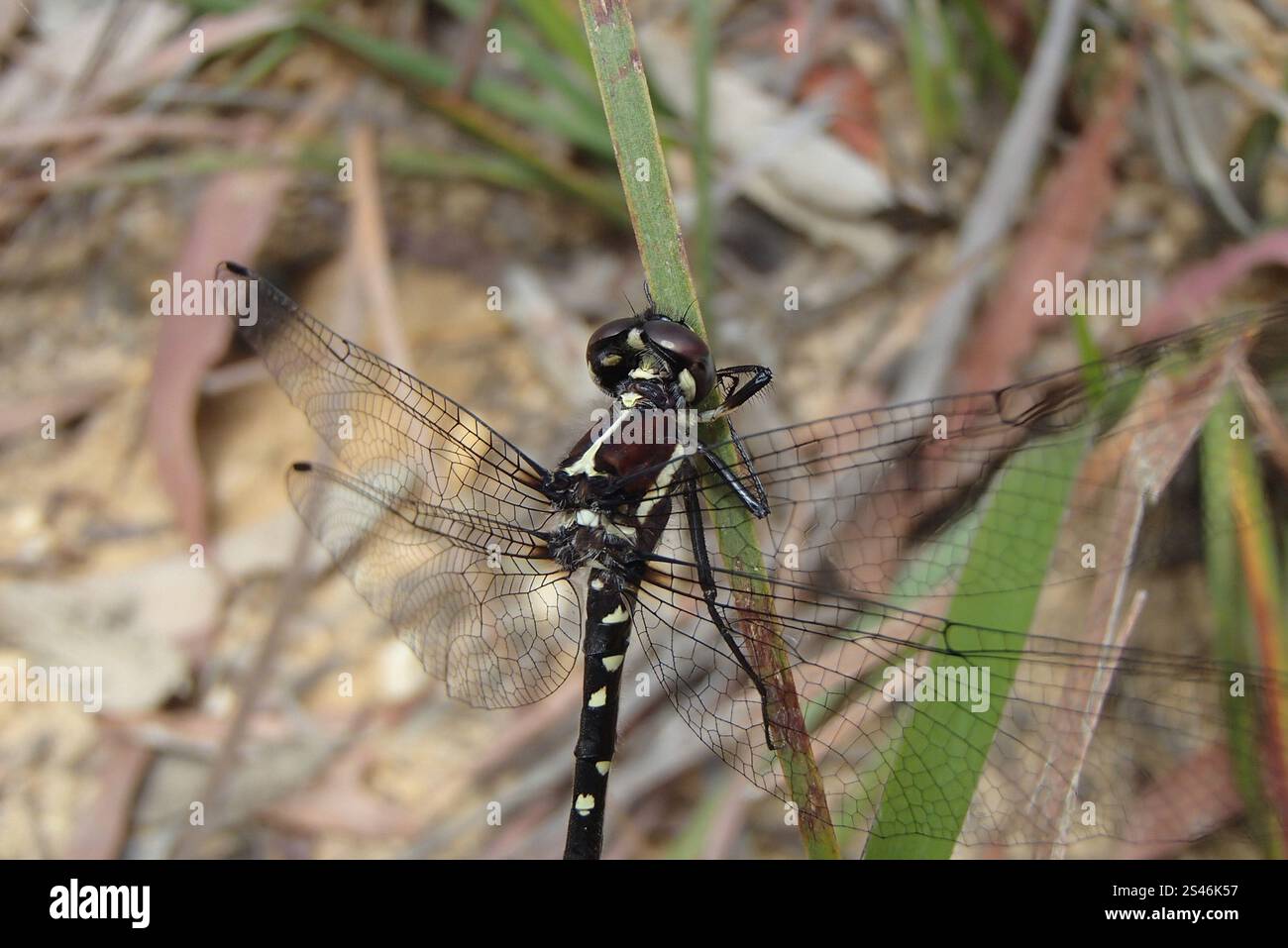Mountain Tigertail (Eusynthemis tillyardi Stock Photo - Alamy