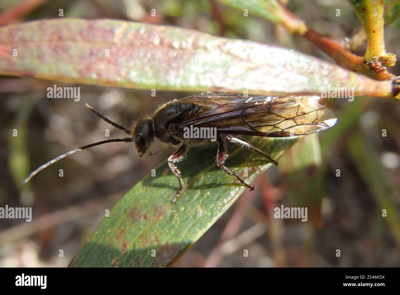 Ants, Bees, and Stinging Wasps (Aculeata Stock Photo - Alamy