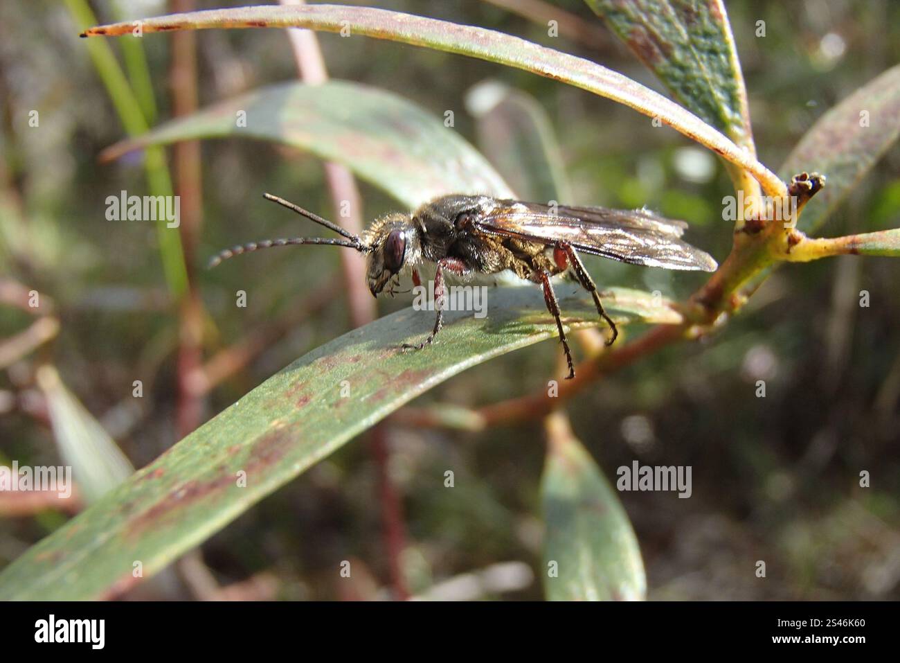 Ants, Bees, and Stinging Wasps (Aculeata Stock Photo - Alamy