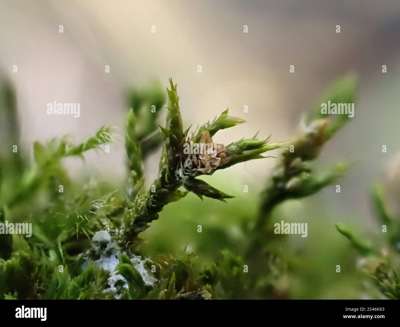 Lateral Cryphaea (Cryphaea heteromalla Stock Photo - Alamy
