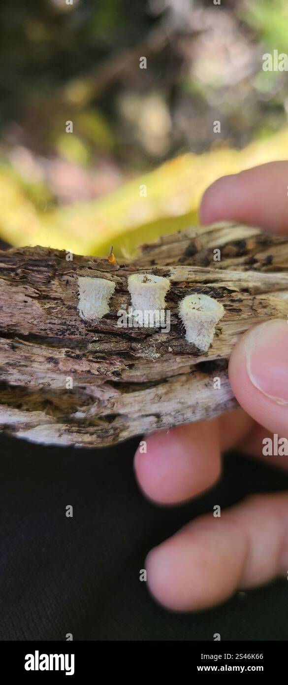 woolly bird's nest fungus (Nidula niveotomentosa Stock Photo - Alamy