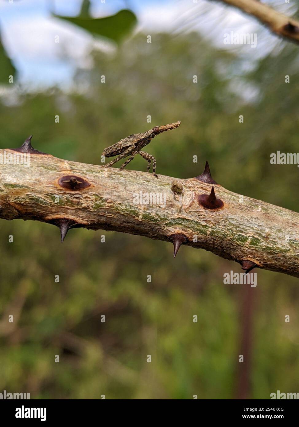 True Hoppers (Auchenorrhyncha Stock Photo - Alamy
