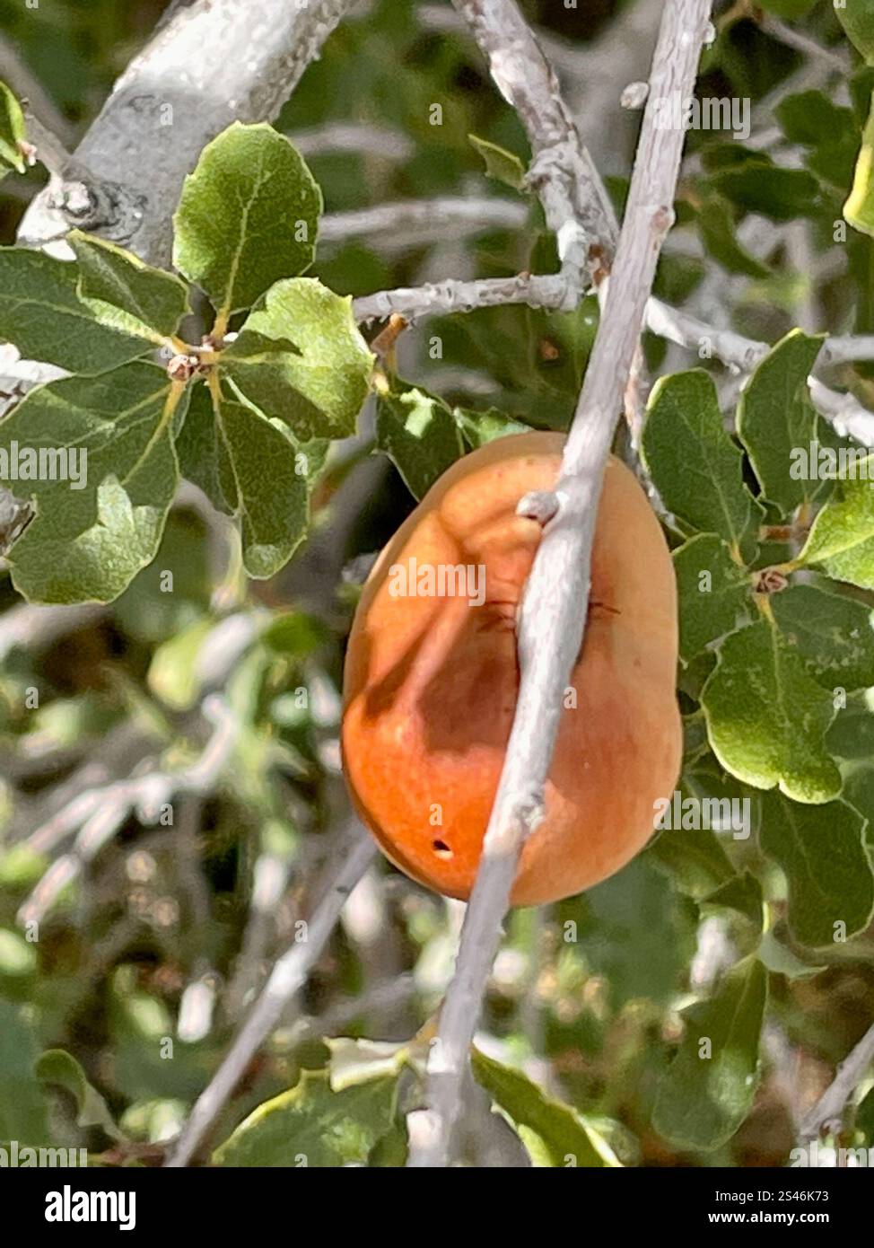 Muller's oak (Quercus cornelius-mulleri Stock Photo - Alamy