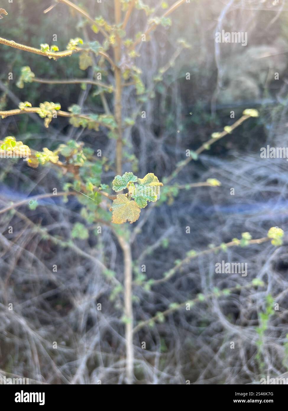 southern coastal bushmallow (Malacothamnus fasciculatus Stock Photo - Alamy