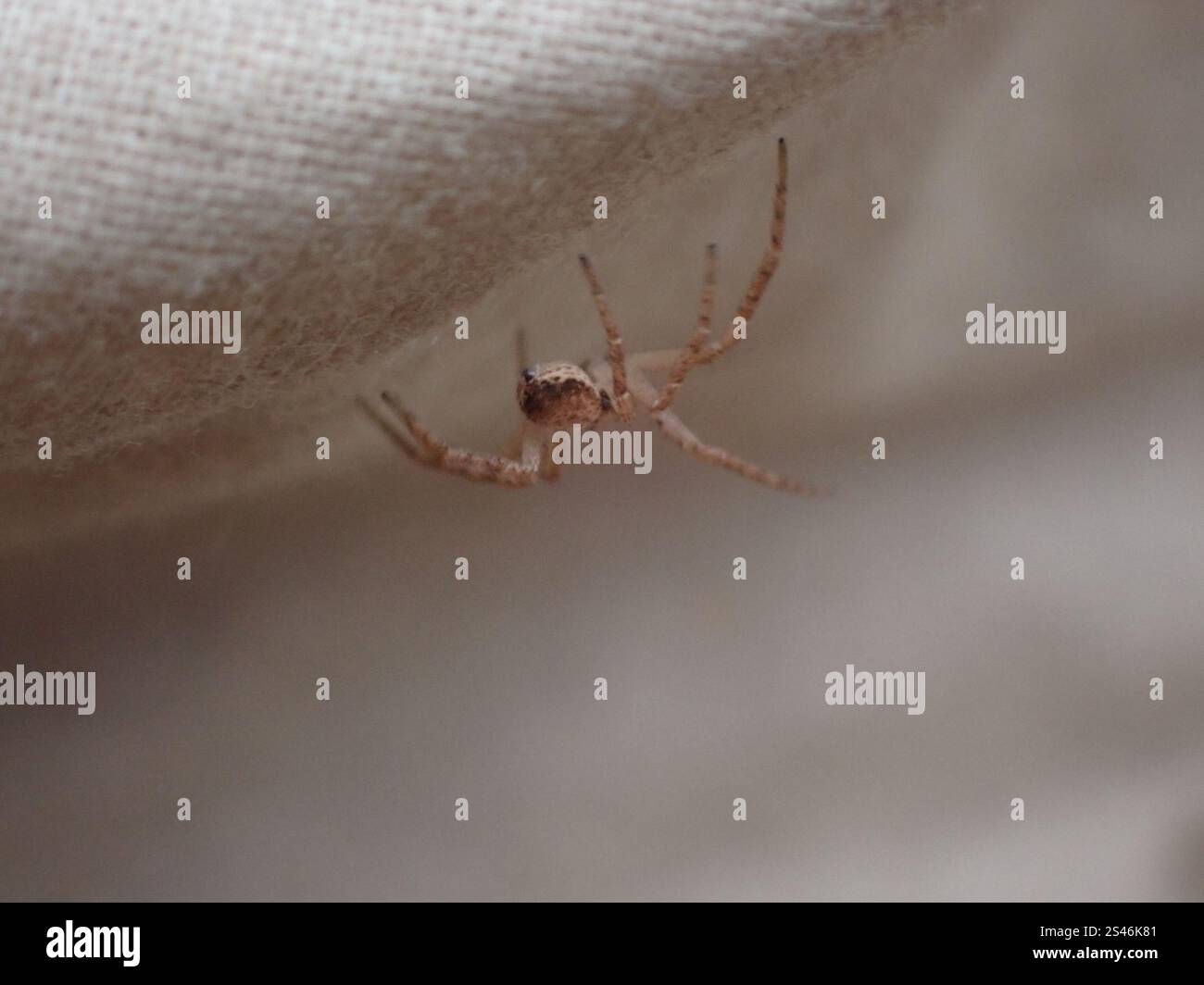 Running Crab Spiders (Philodromus Stock Photo - Alamy