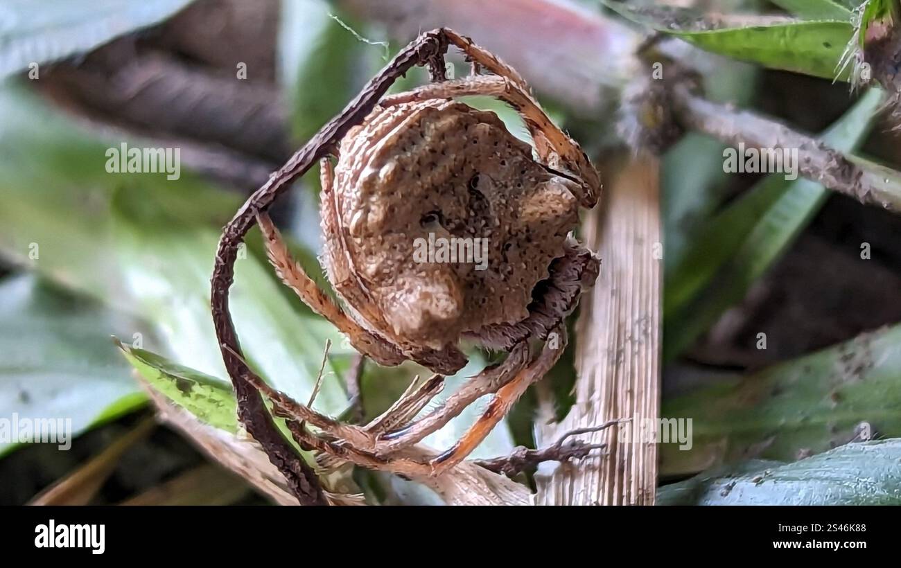 Poltys spider hi-res stock photography and images - Alamy