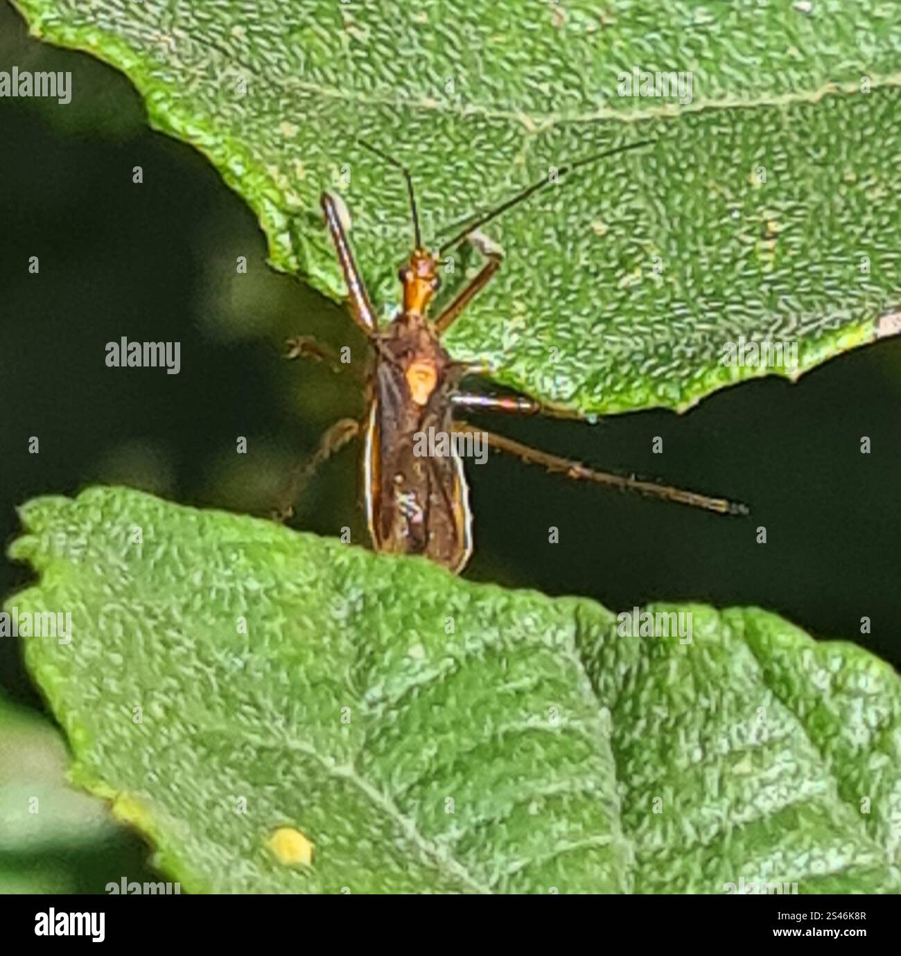 True Bugs (Heteroptera Stock Photo - Alamy