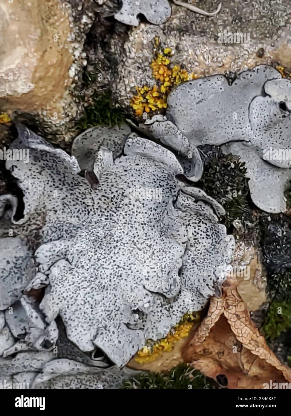 Silverskin Lichens (Dermatocarpon Stock Photo - Alamy