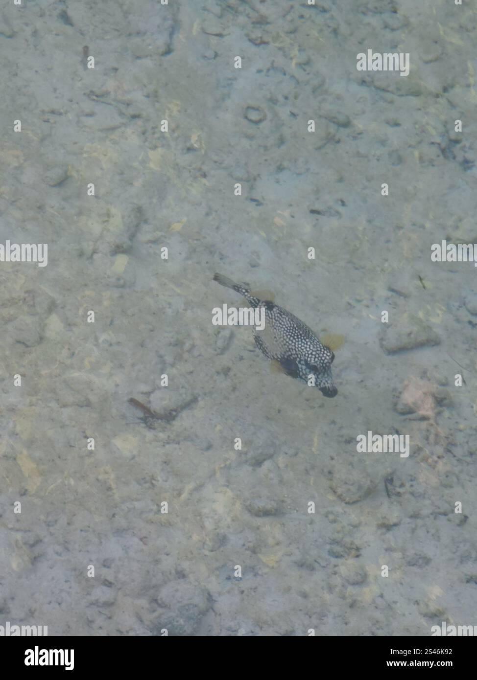 Smooth Trunkfish (Lactophrys triqueter Stock Photo - Alamy