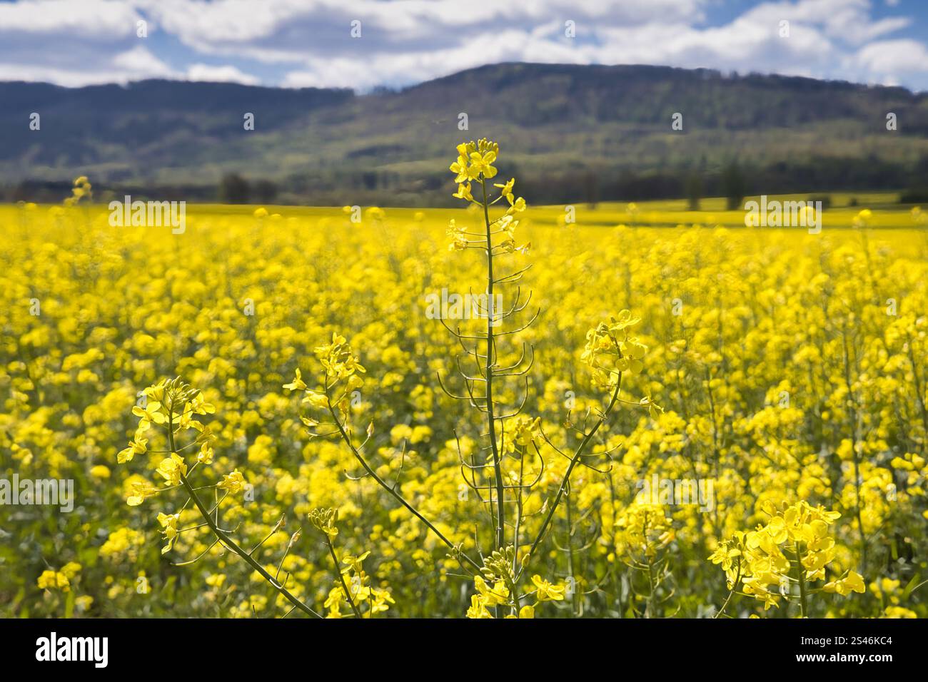 Oil seed canola crop hi-res stock photography and images - Alamy