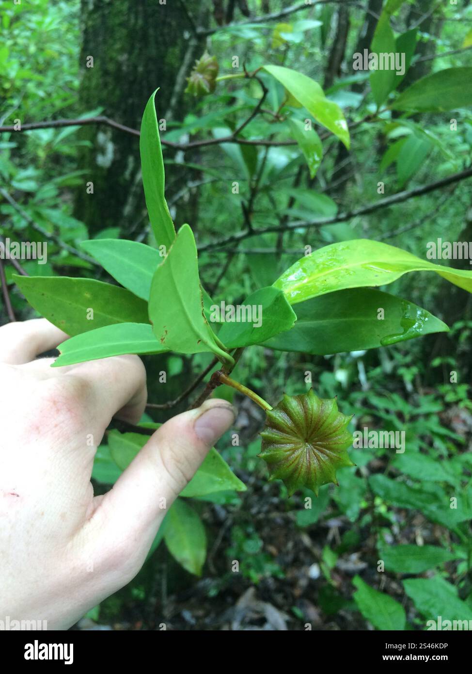 Florida Anise (Illicium floridanum Stock Photo - Alamy