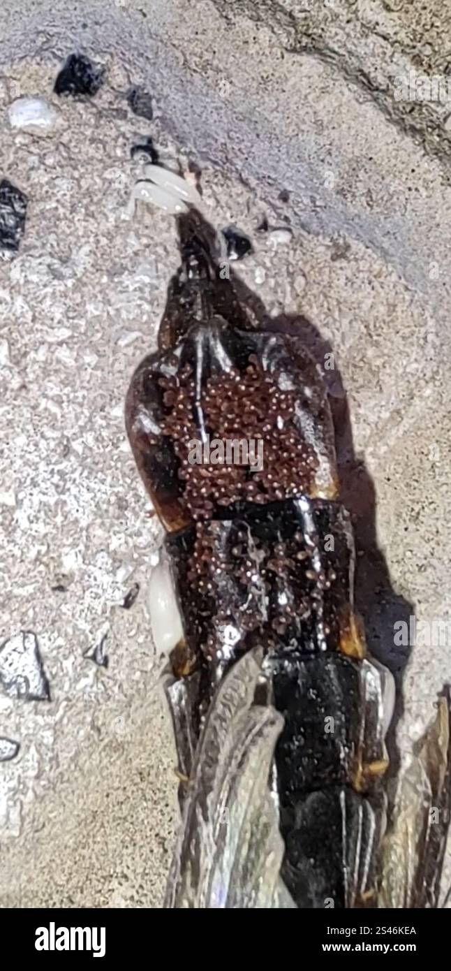 Ship-timber Beetles (Atractocerus Stock Photo - Alamy