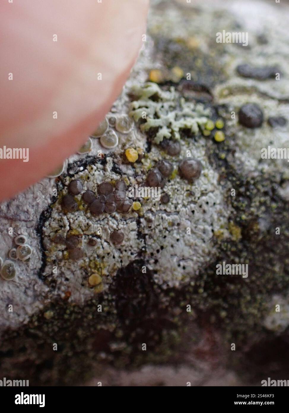 Multicolored Dot Lichen (Cliostomum griffithii Stock Photo - Alamy