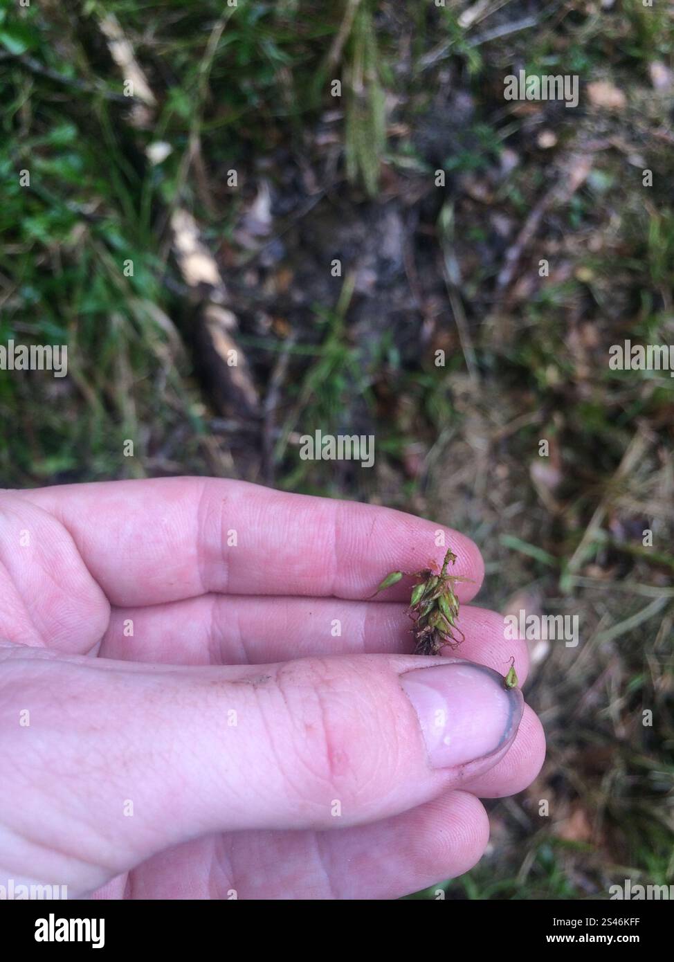 Cherokee sedge (Carex cherokeensis Stock Photo - Alamy