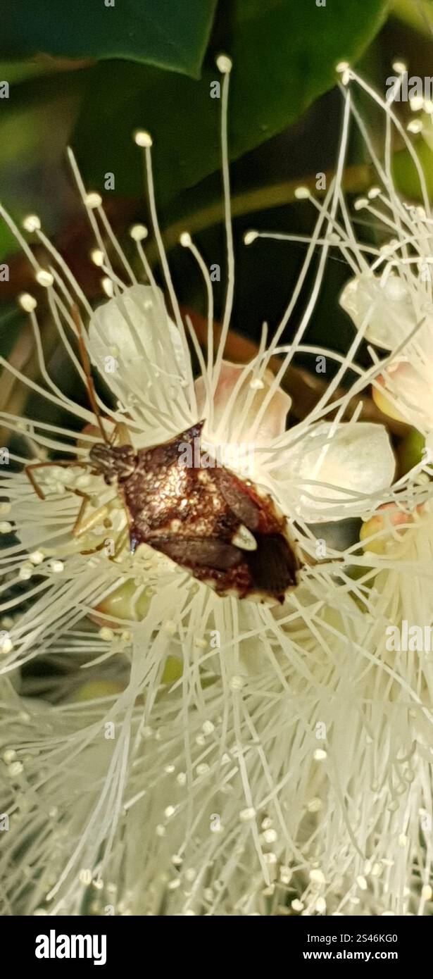 Schellenberg's soldier bug (Oechalia schellenbergii Stock Photo - Alamy