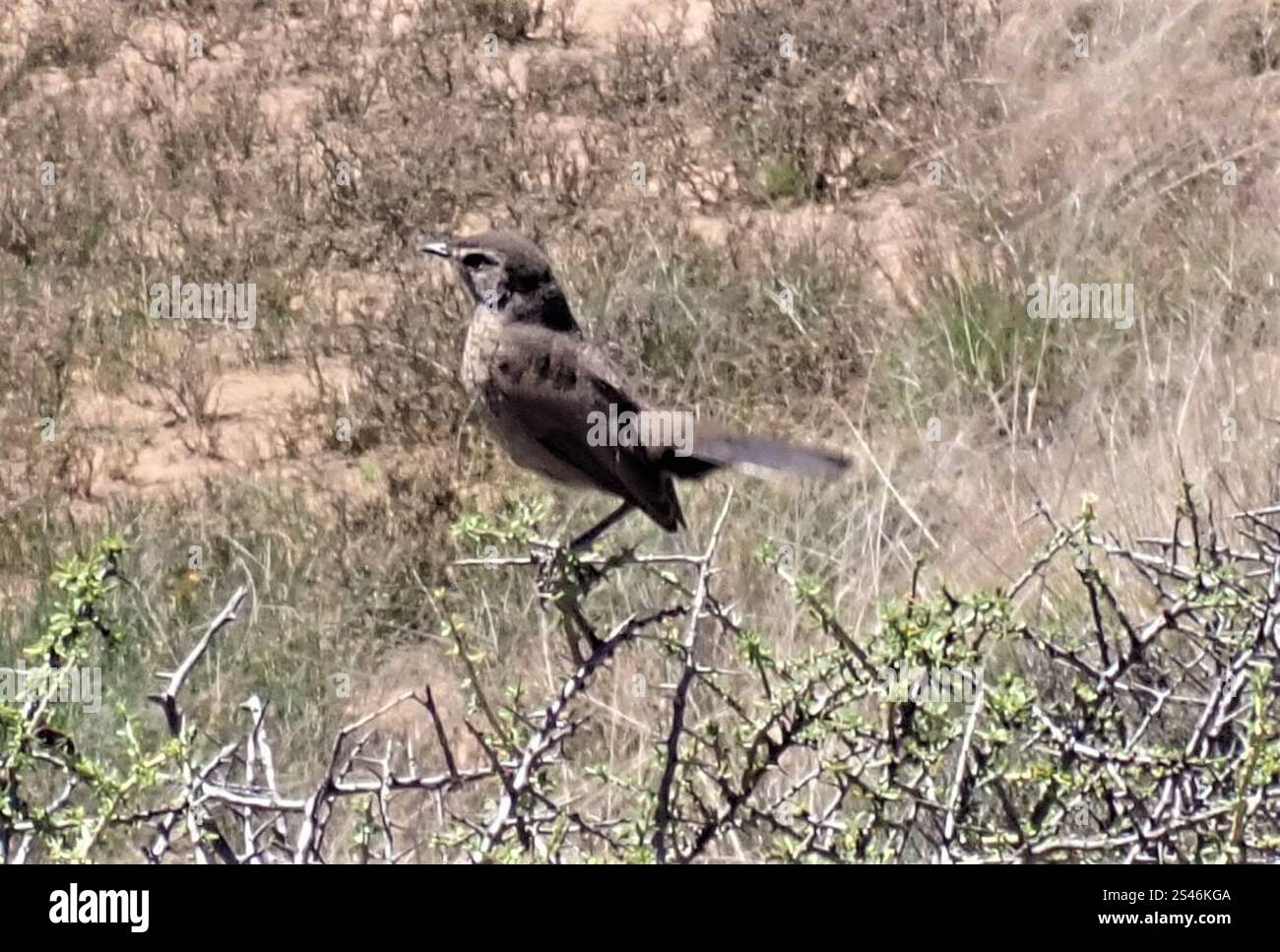 Karoo Scrub-Robin (Tychaedon coryphoeus Stock Photo - Alamy