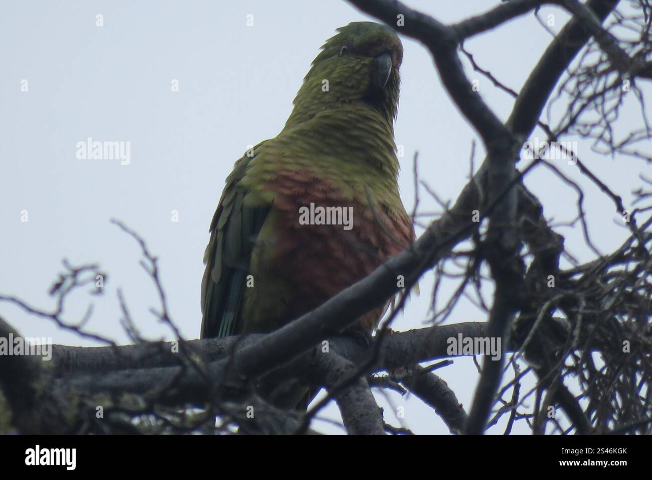 Austral Parakeet (Enicognathus ferrugineus Stock Photo - Alamy