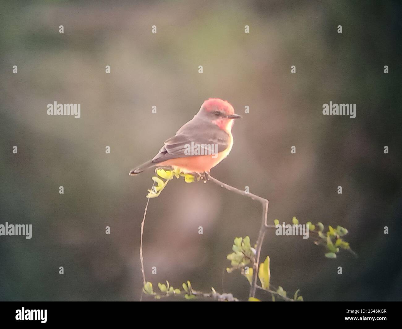 Vermilion Flycatcher (Pyrocephalus rubinus Stock Photo - Alamy