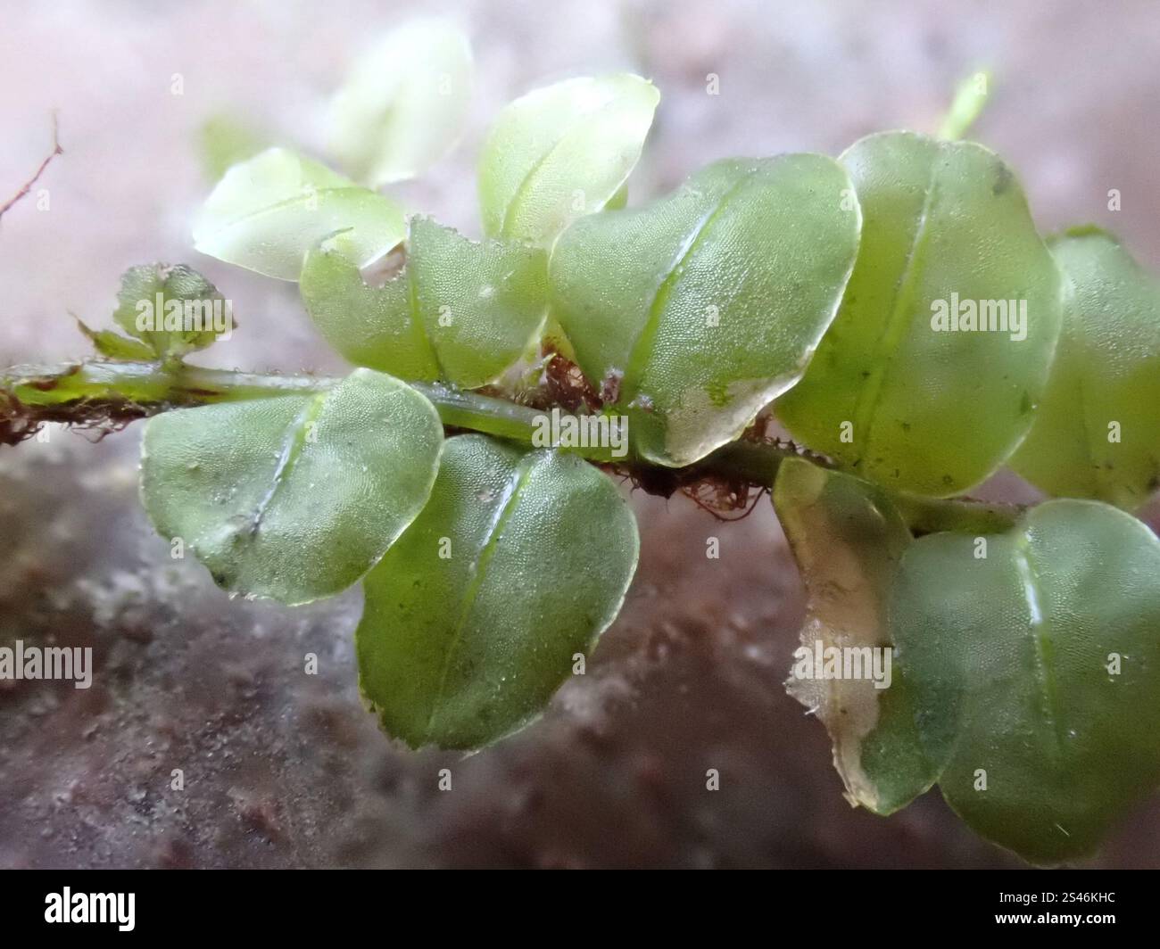 Long-beaked Thyme-moss (Plagiomnium rostratum Stock Photo - Alamy