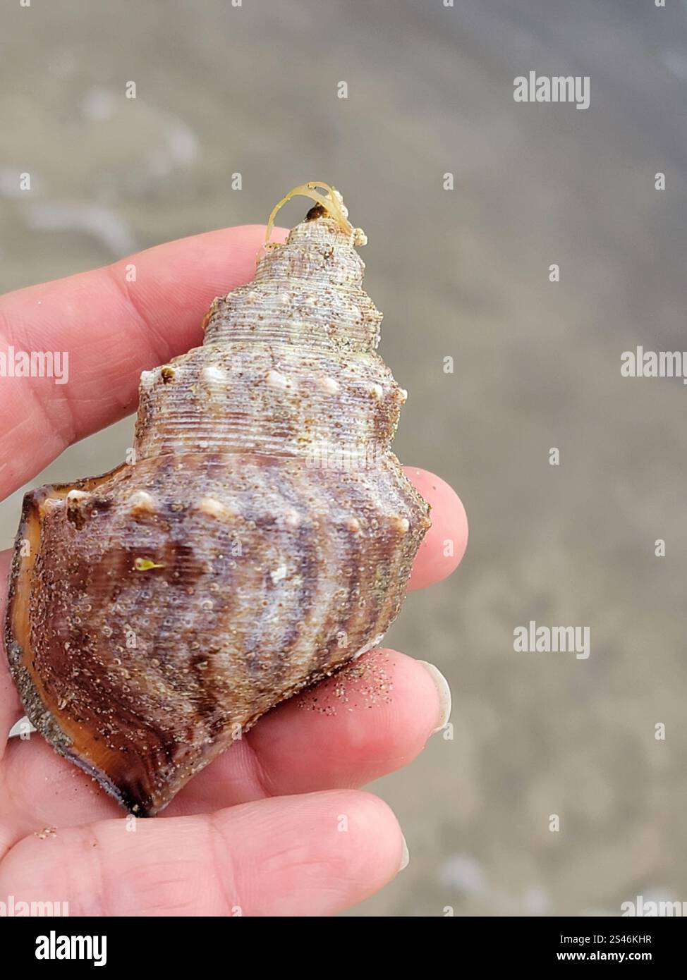 Ostrich Foot Snail (Struthiolaria papulosa Stock Photo - Alamy