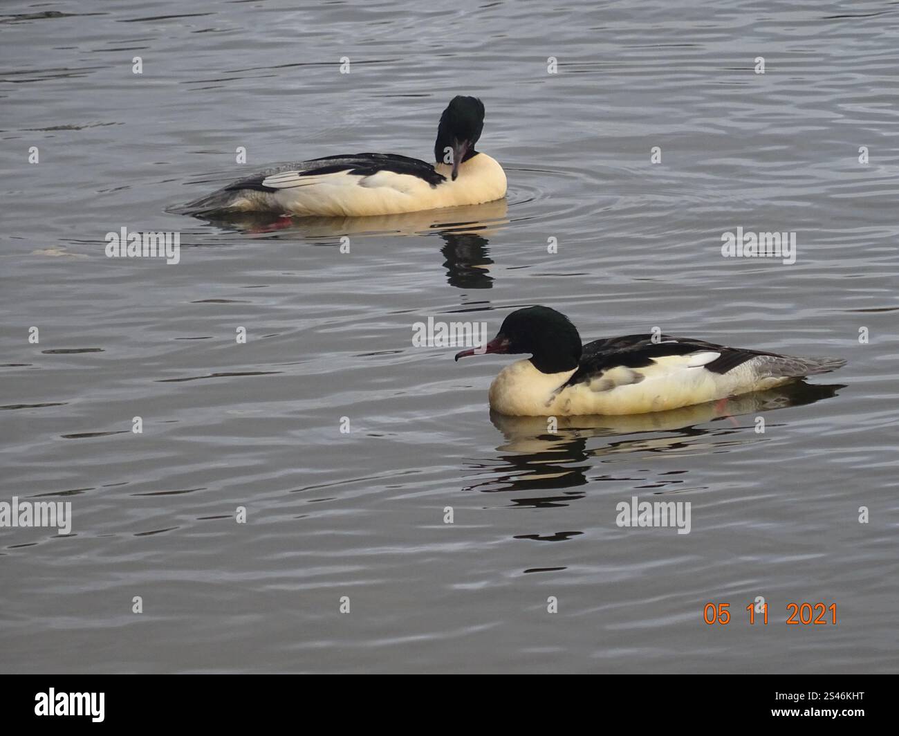 Common Merganser (Mergus merganser Stock Photo - Alamy