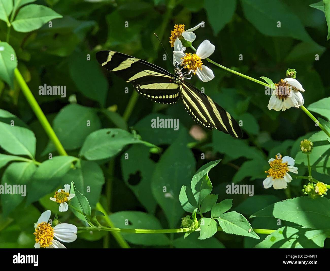 Zebra Longwing (Heliconius charithonia Stock Photo - Alamy