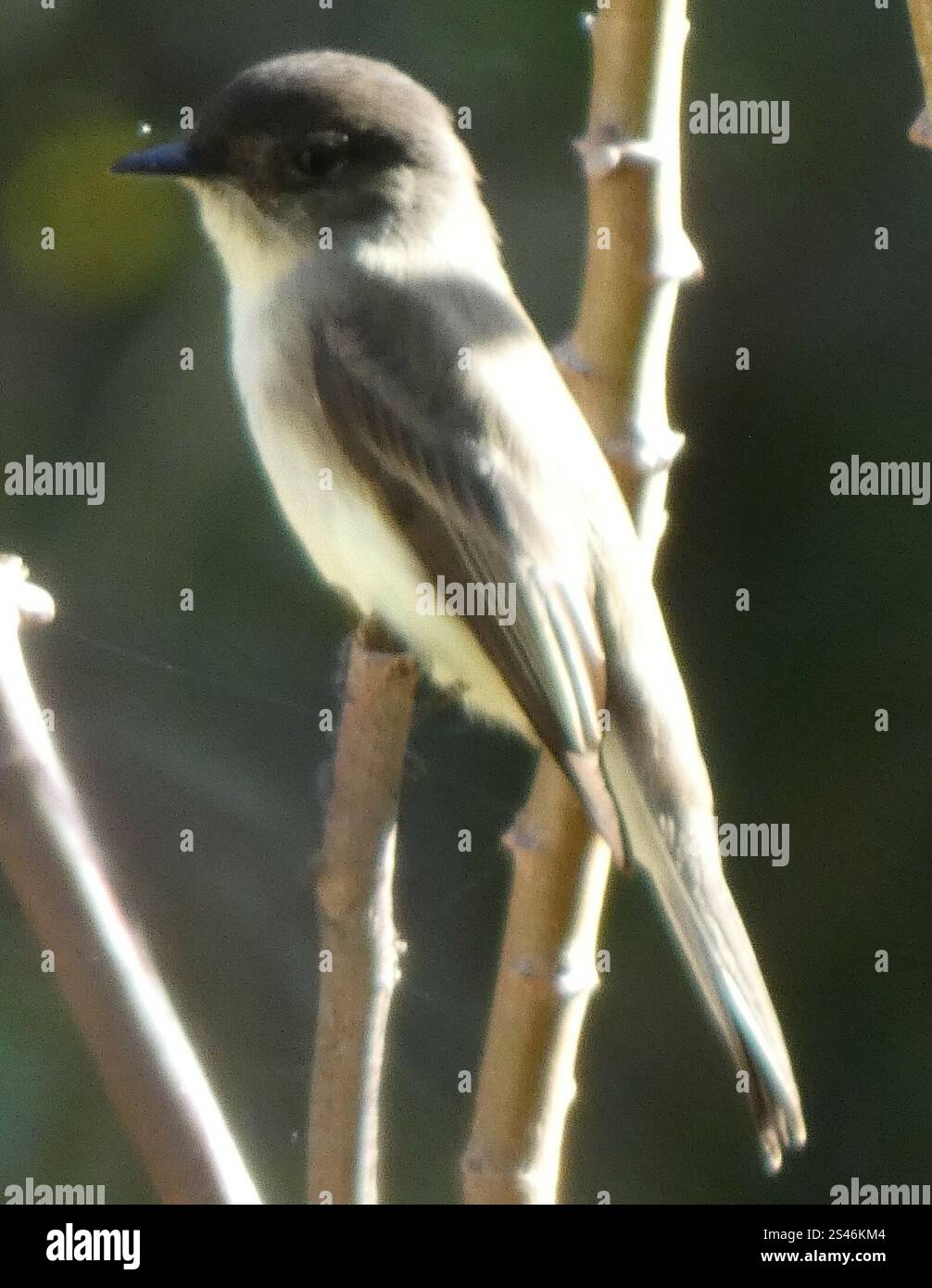 Eastern Phoebe (Sayornis phoebe Stock Photo - Alamy