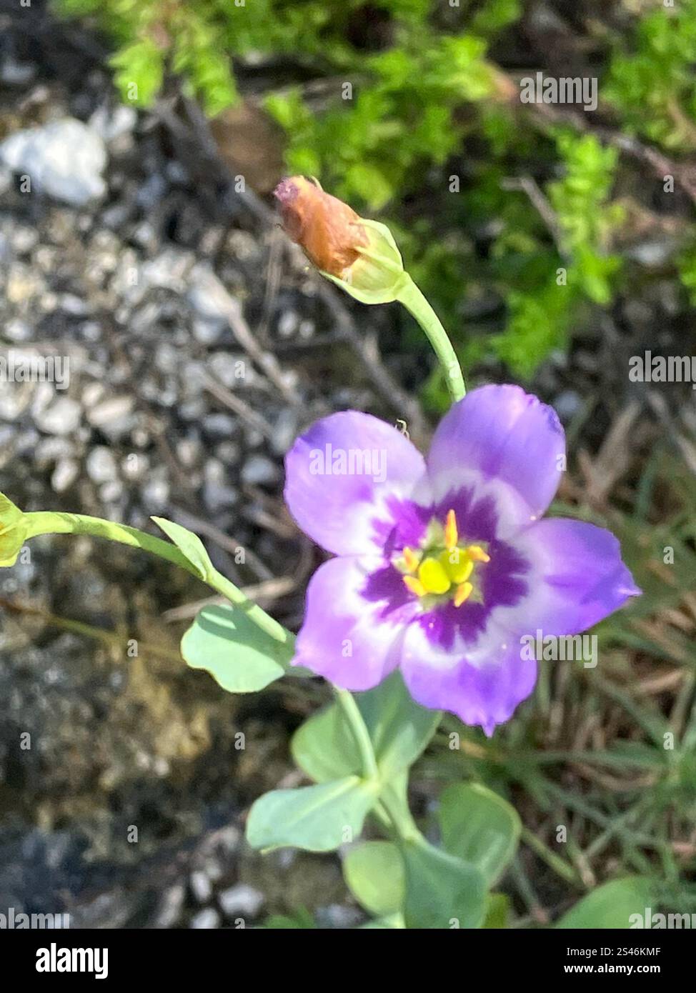 catchfly prairie gentian (Eustoma exaltatum Stock Photo - Alamy