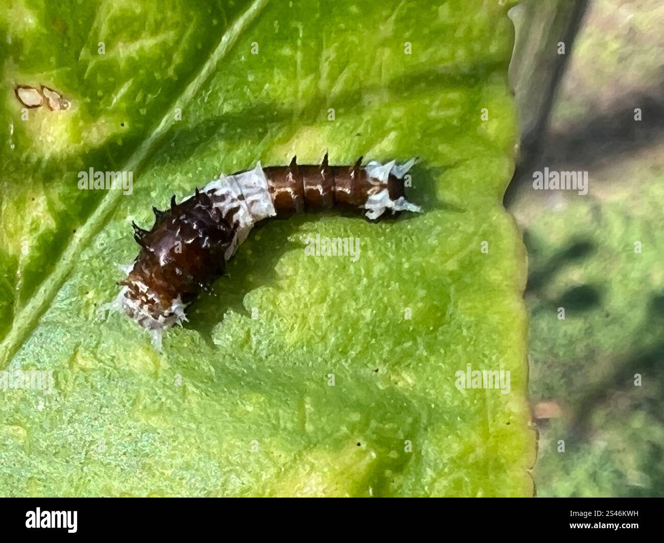 Orchard Swallowtail (Papilio aegeus Stock Photo - Alamy